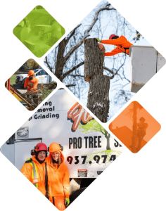 Home - Harrison's Pro Tree Service
